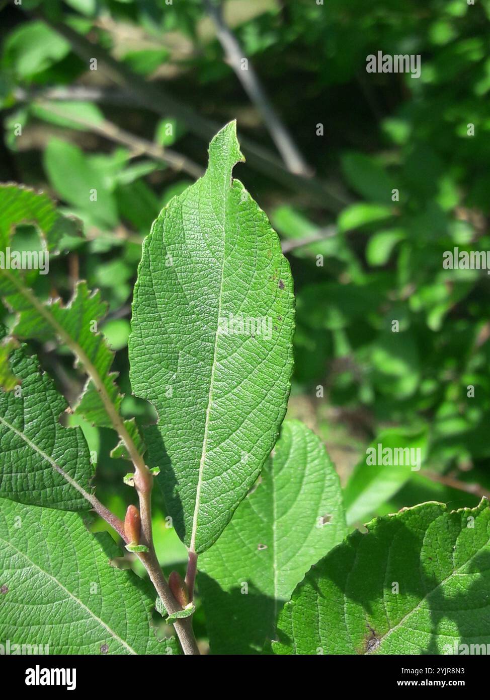 Eared Willow (Salix aurita Stock Photo - Alamy