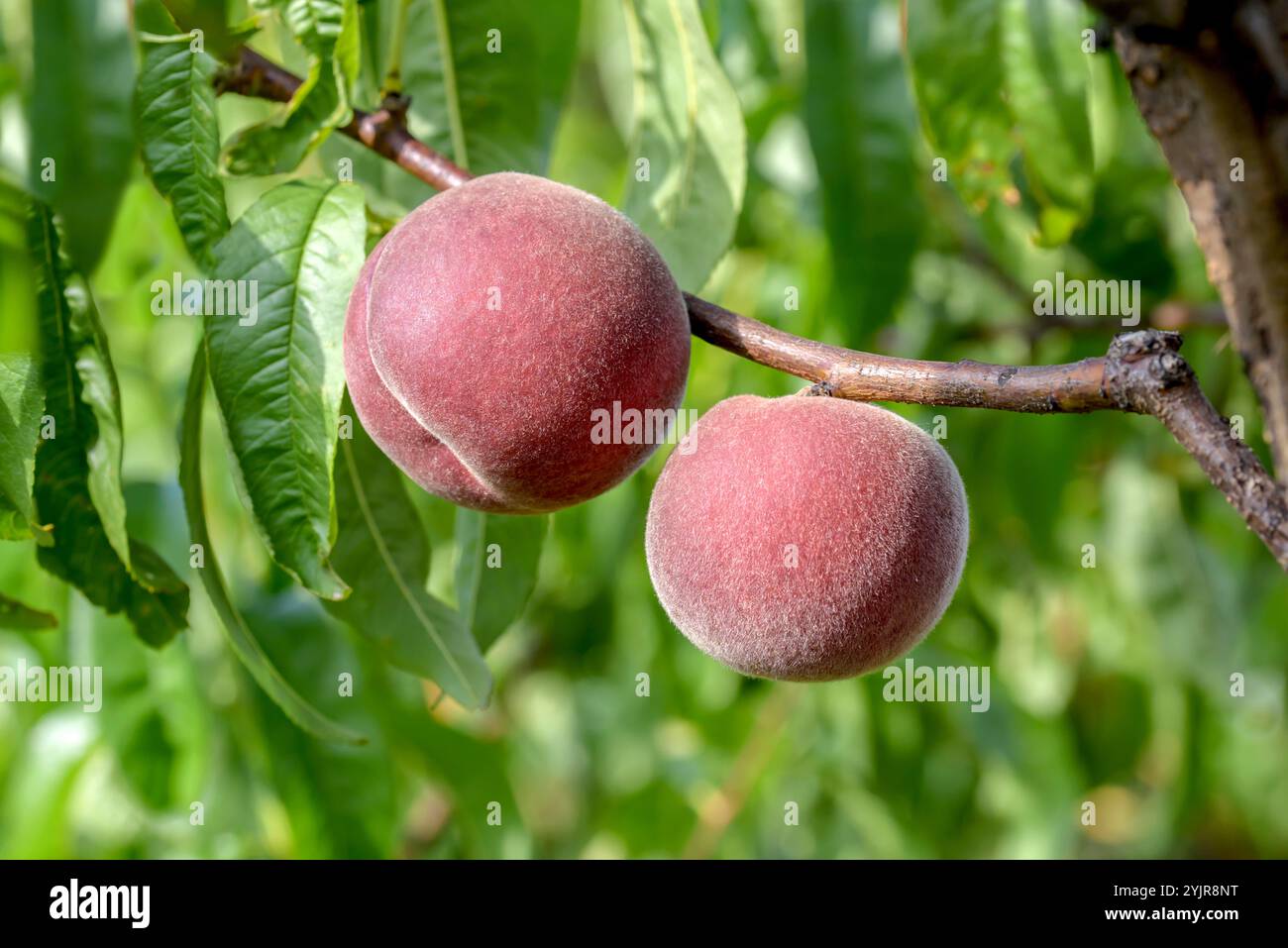 Pfirsich Prunus persica Spring Lady, Peach Prunus persica Spring Lady ...
