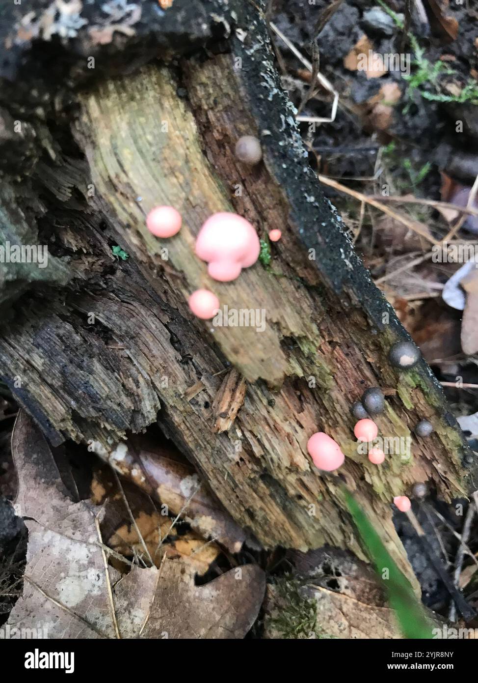 Wolfs milk lycogala epidendrum hi-res stock photography and images - Alamy