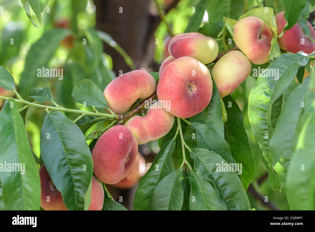 Teller-Pfirsich Prunus persica Ufo 4, Dish Peach Prunus persica UFO 4 ...