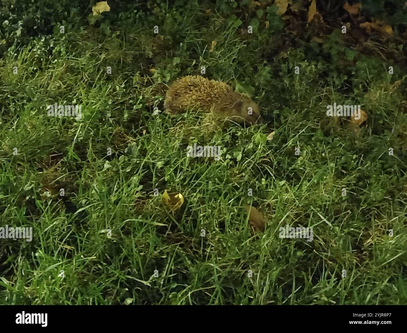 Gymnures hi-res stock photography and images - Alamy