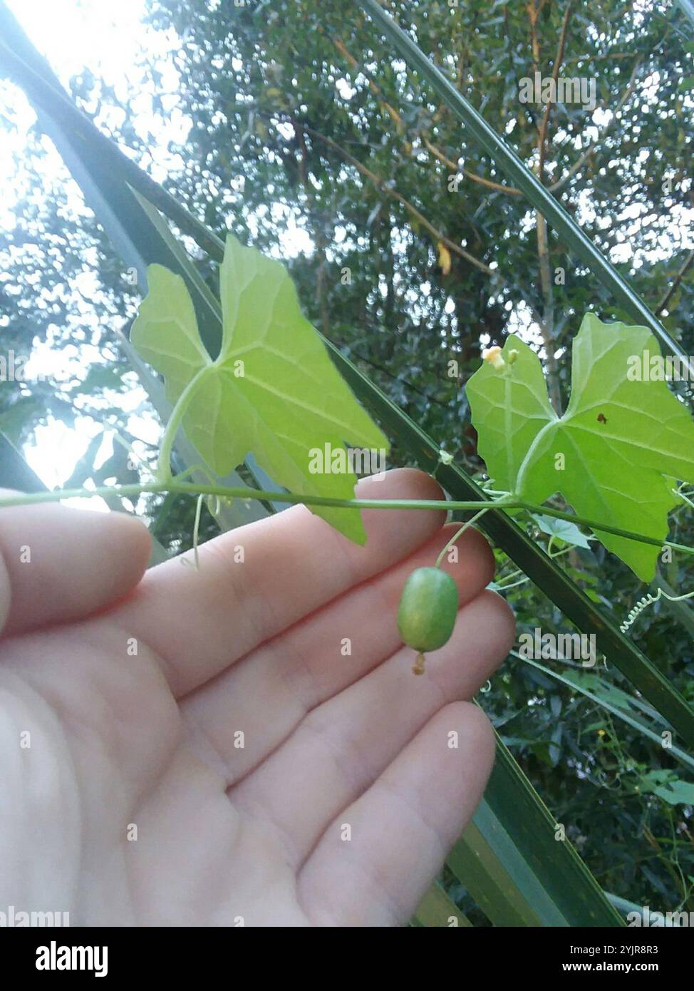 creeping cucumber (Melothria pendula Stock Photo - Alamy