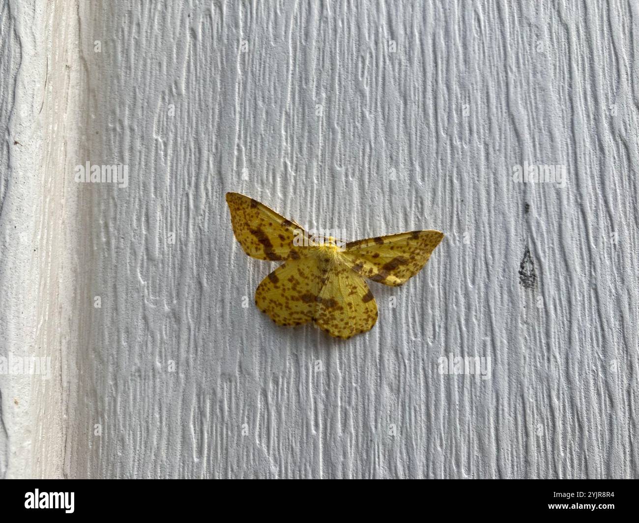 Crocus Geometer Moths (Xanthotype Stock Photo - Alamy