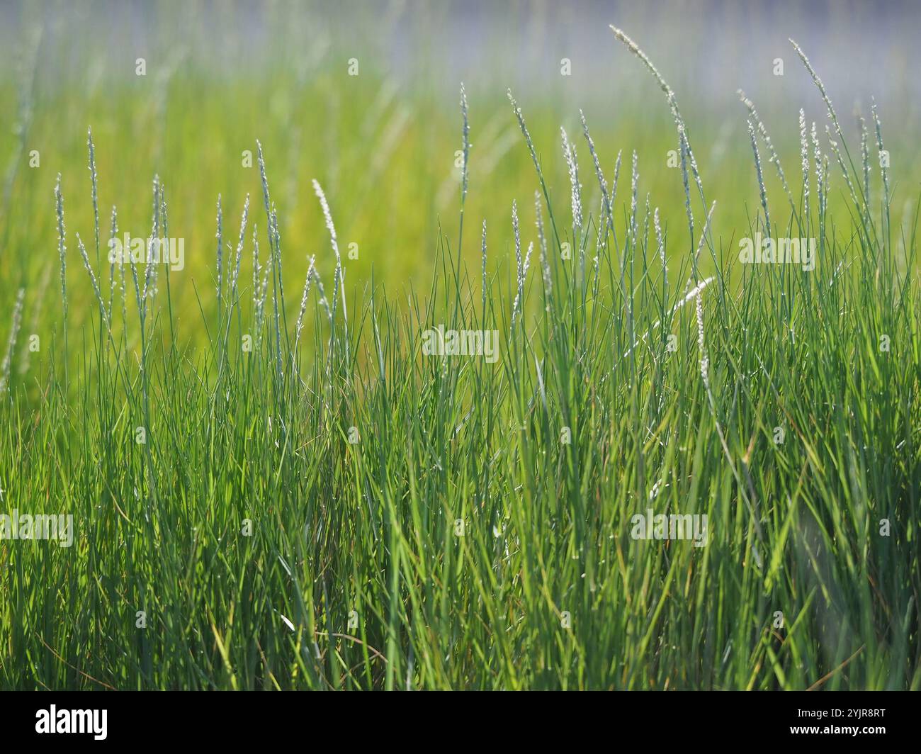 seashore dropseed (Sporobolus virginicus Stock Photo - Alamy
