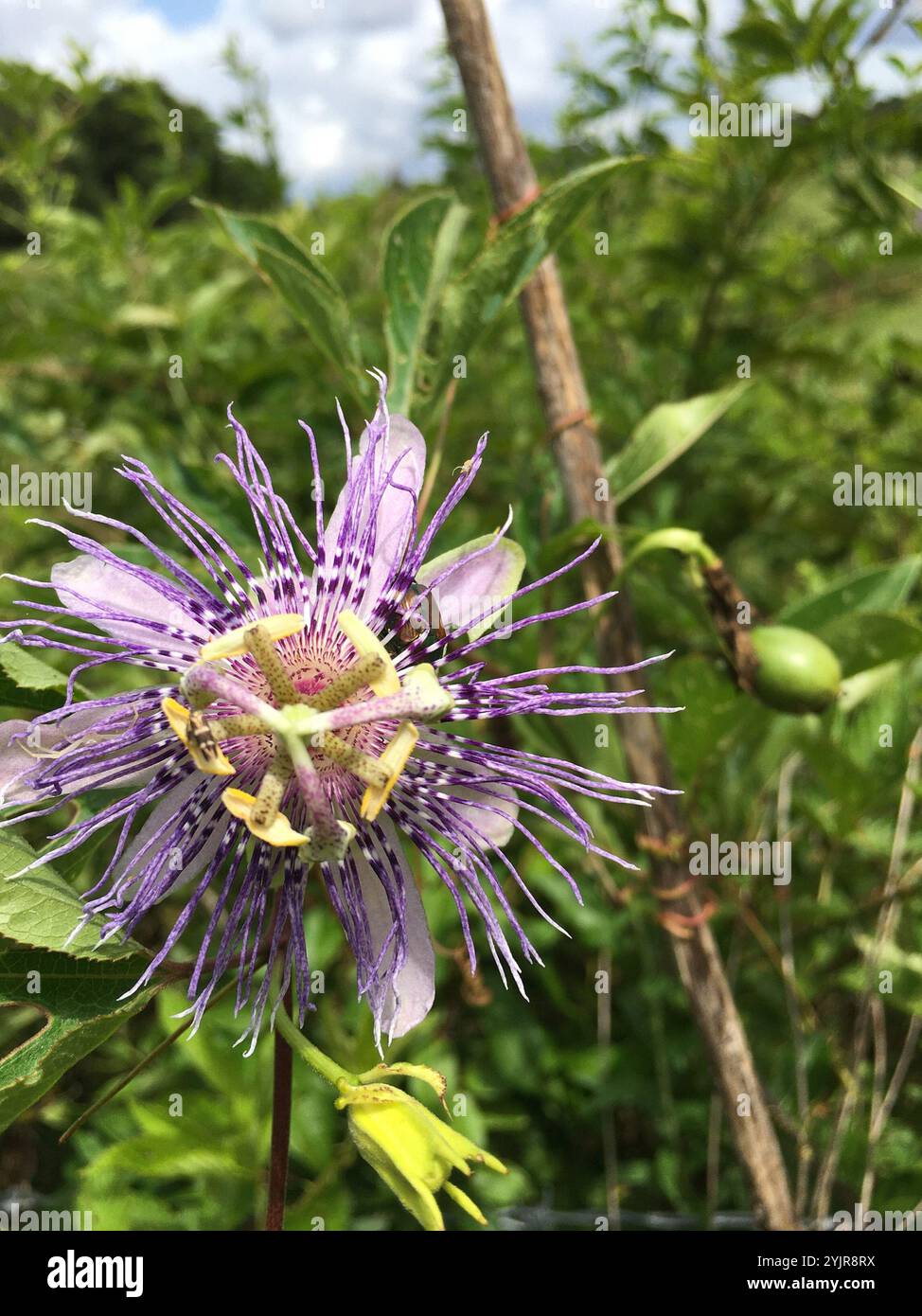 purple passionflower (Passiflora incarnata Stock Photo - Alamy