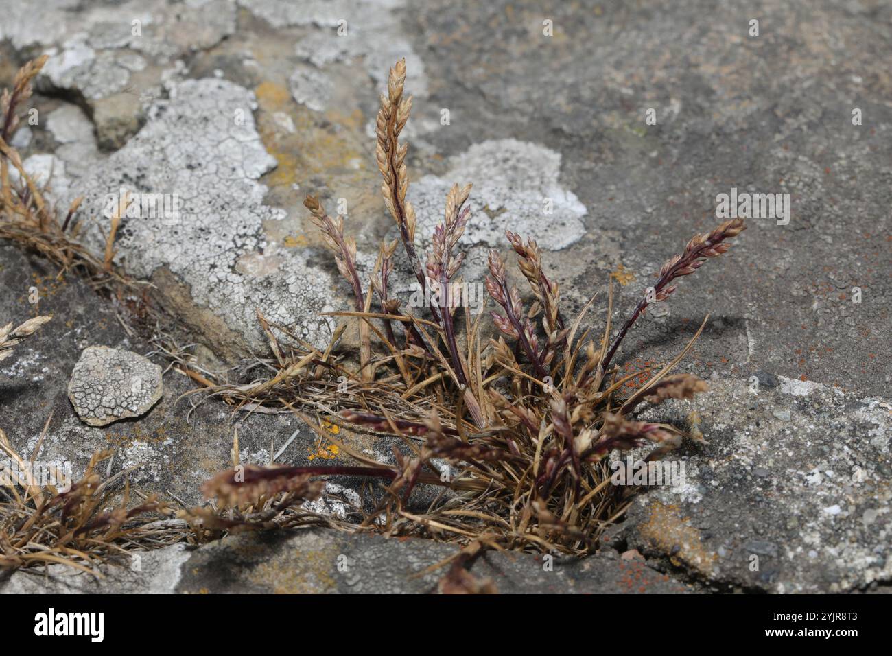 Catapodium marinum hi-res stock photography and images - Alamy