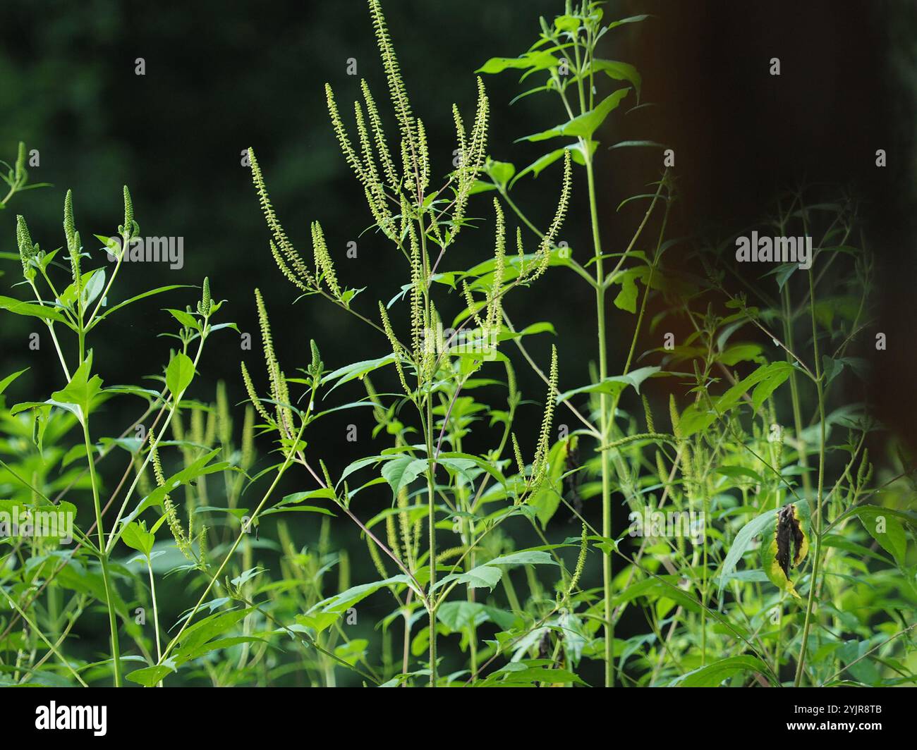 giant ragweed (Ambrosia trifida Stock Photo - Alamy