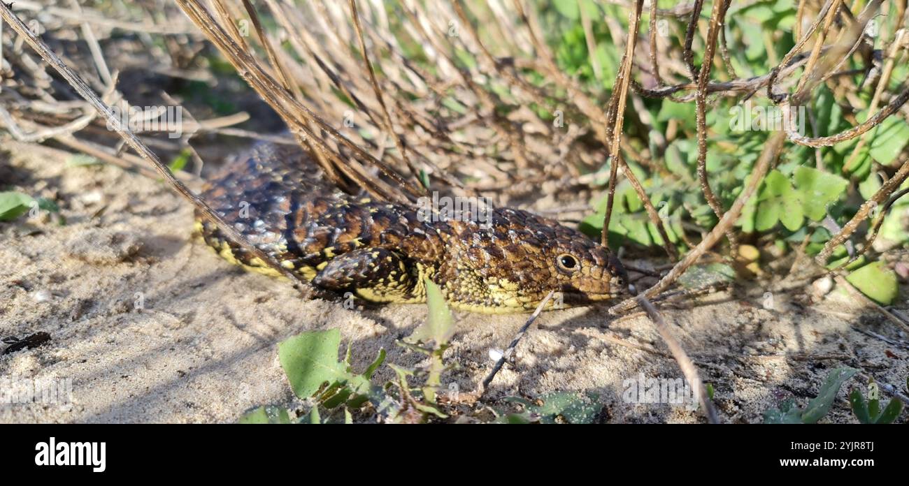 Eastern Shingleback (Tiliqua rugosa aspera Stock Photo - Alamy