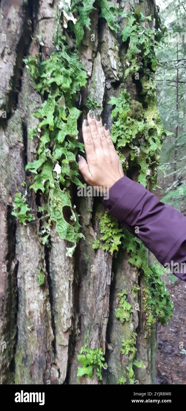 Tree Lungwort (Lobaria pulmonaria Stock Photo - Alamy