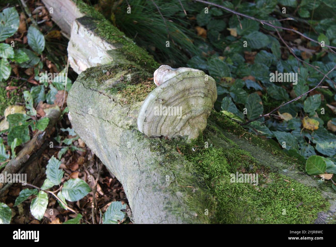 Hoof Fungus (Fomes fomentarius Stock Photo - Alamy