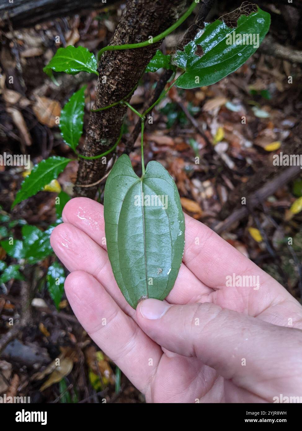 Common Yam Vine (Dioscorea transversa Stock Photo - Alamy