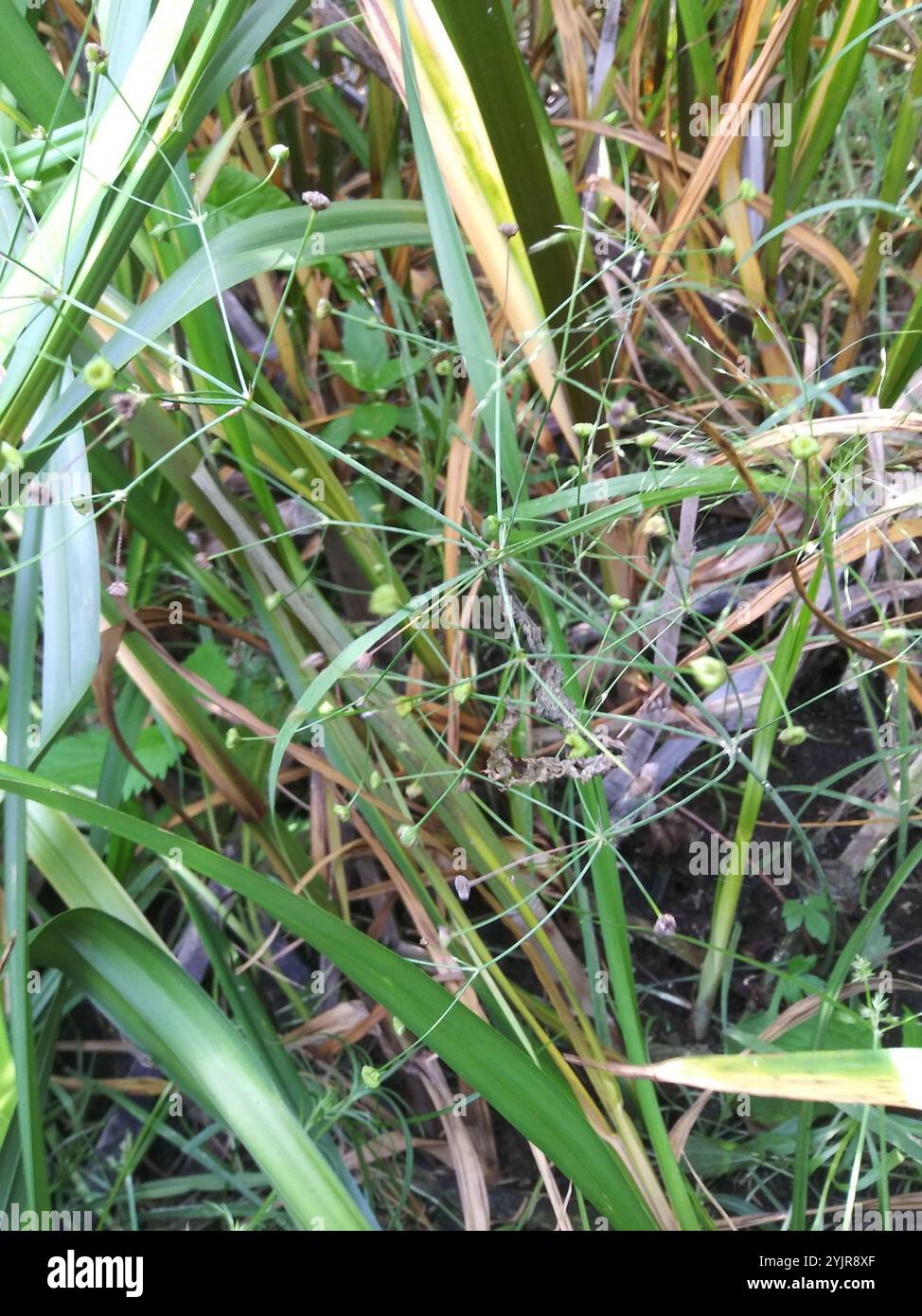 northern water-plantain (Alisma triviale Stock Photo - Alamy