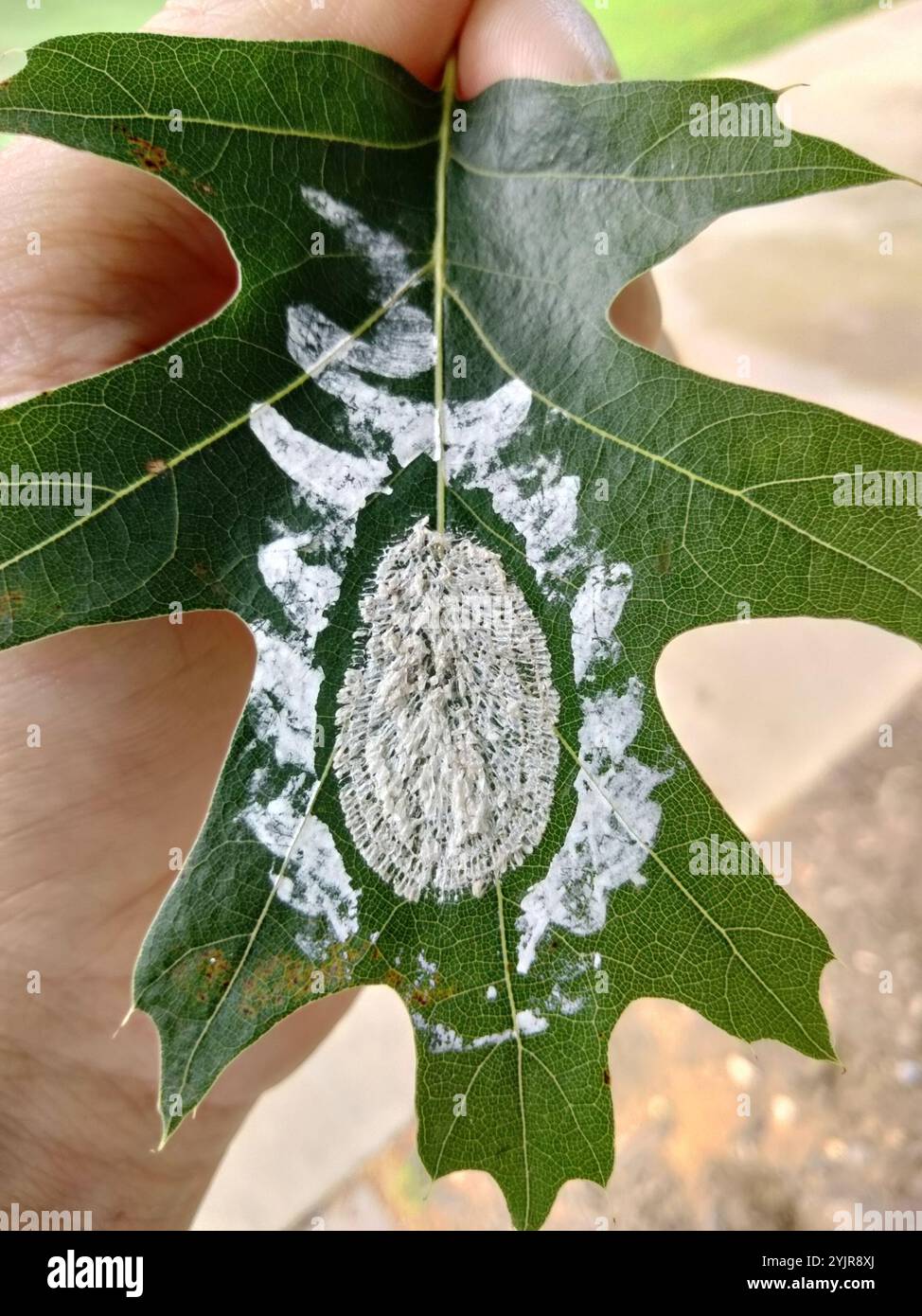 Eastern Dobsonfly (Corydalus cornutus Stock Photo - Alamy
