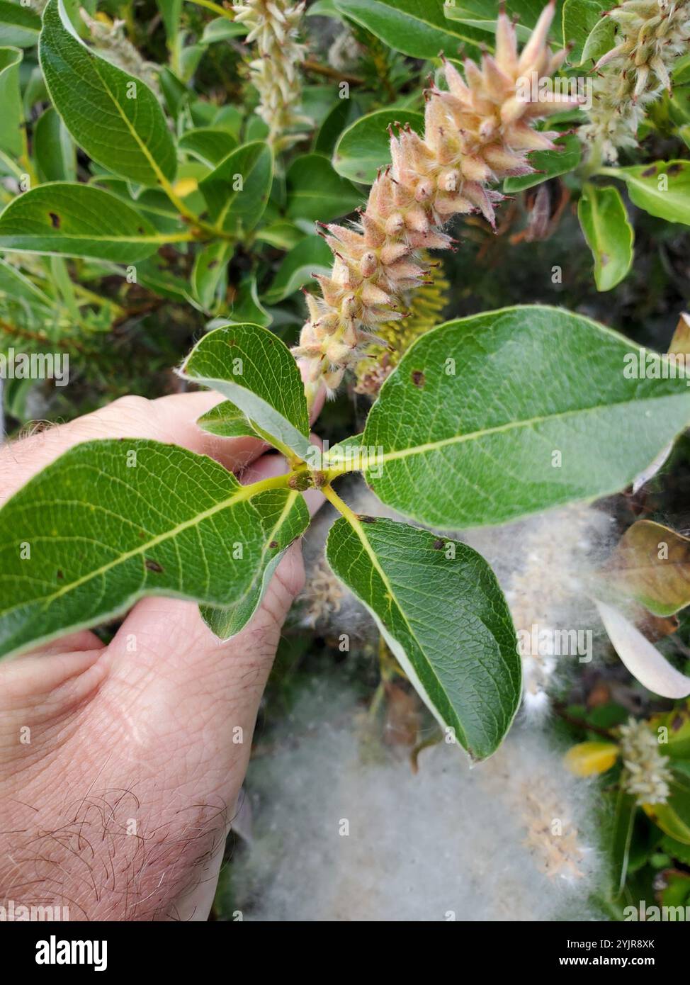 arctic willow (Salix arctica Stock Photo - Alamy
