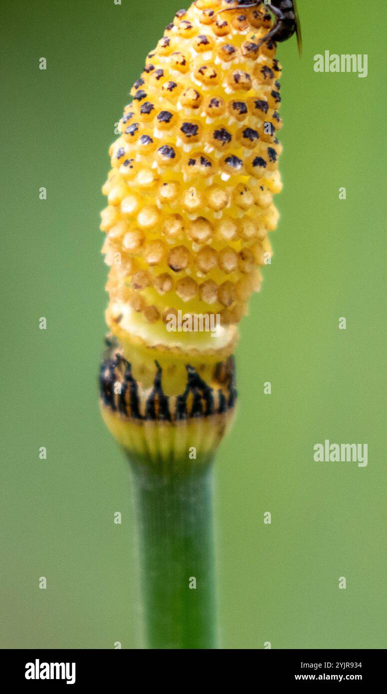 smooth horsetail (Equisetum laevigatum Stock Photo - Alamy