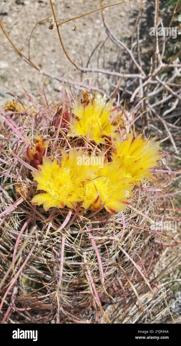California Barrel Cactus (Ferocactus cylindraceus Stock Photo - Alamy