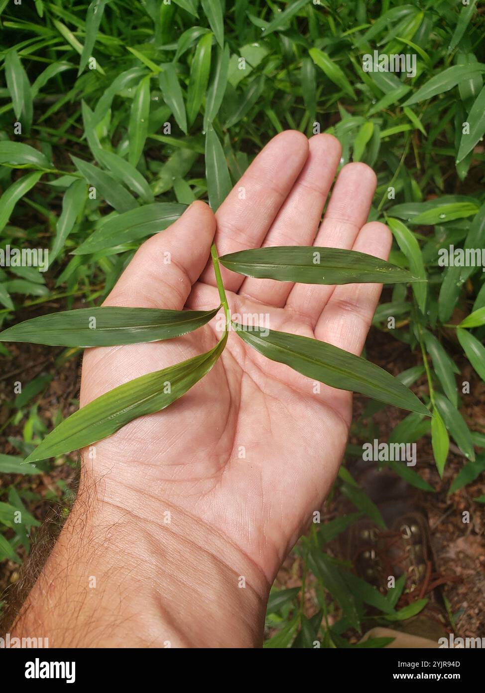 Japanese stiltgrass (Microstegium vimineum Stock Photo - Alamy