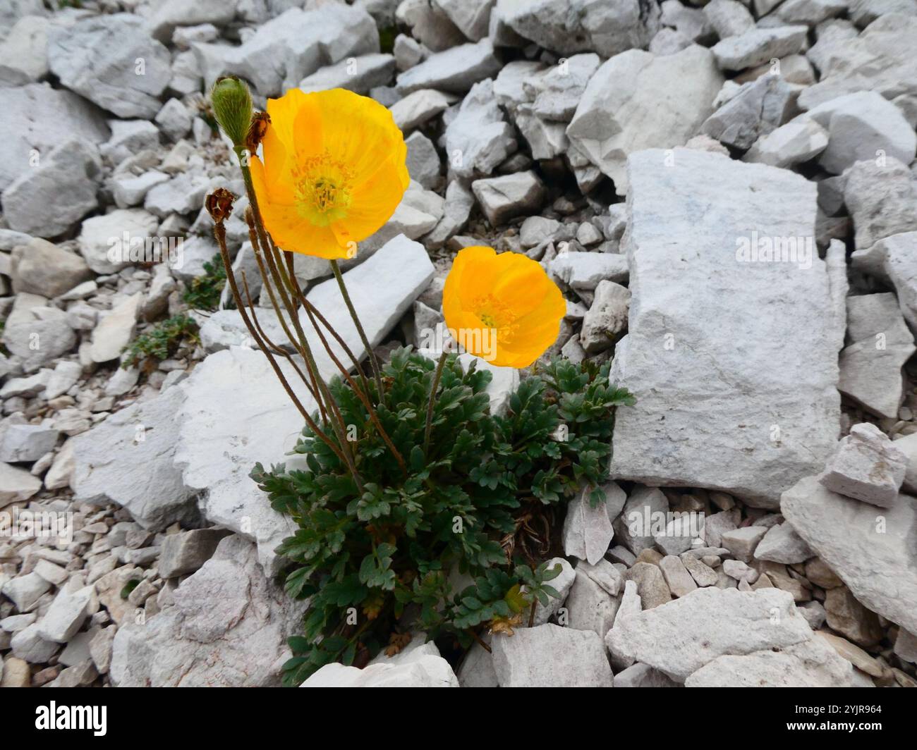 Alpine Poppy (Papaver alpinum Stock Photo - Alamy