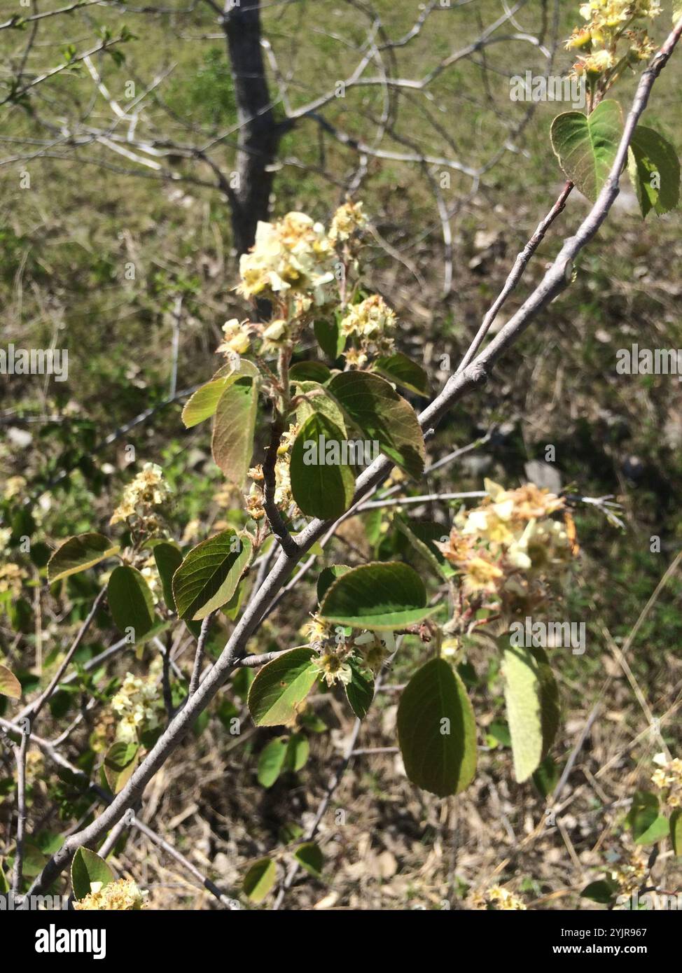 Low Serviceberry (Amelanchier humilis Stock Photo - Alamy