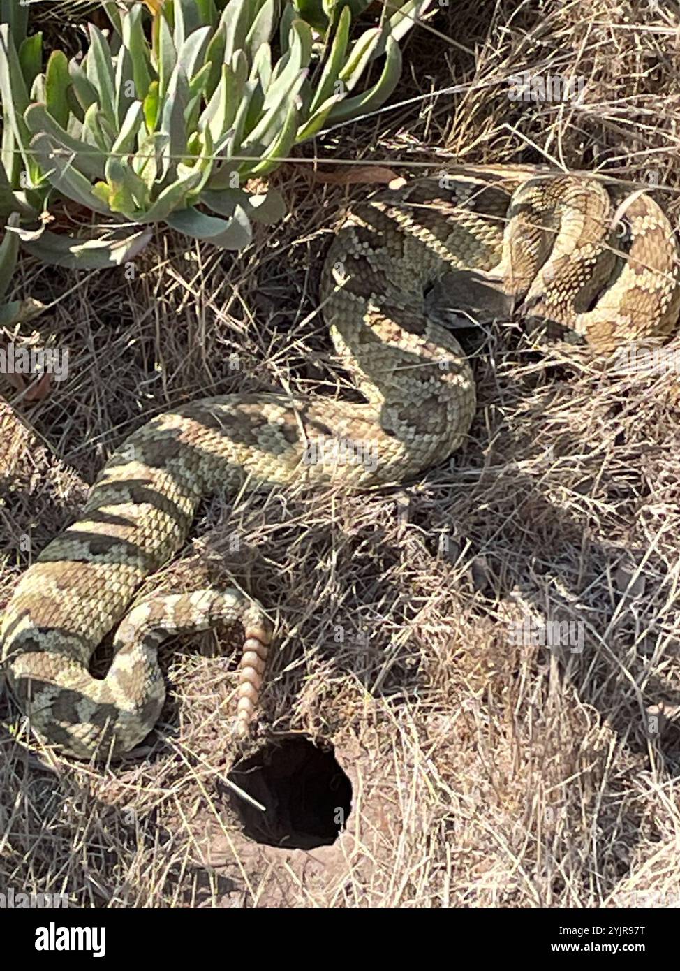 Northern Pacific Rattlesnake (Crotalus oreganus oreganus Stock Photo ...