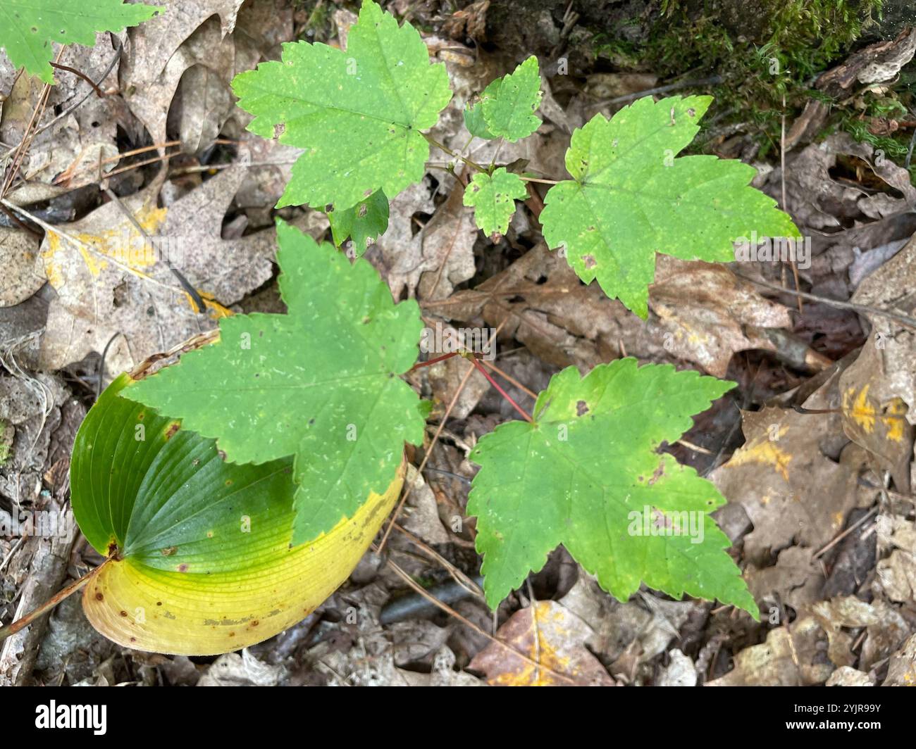 red maple (Acer rubrum Stock Photo - Alamy