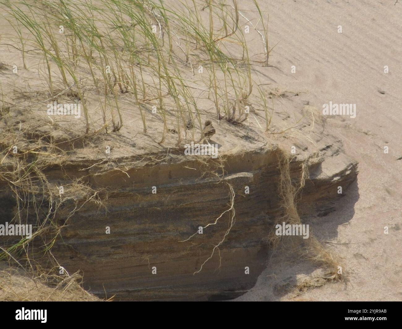 Common Miner (Geositta cunicularia Stock Photo - Alamy