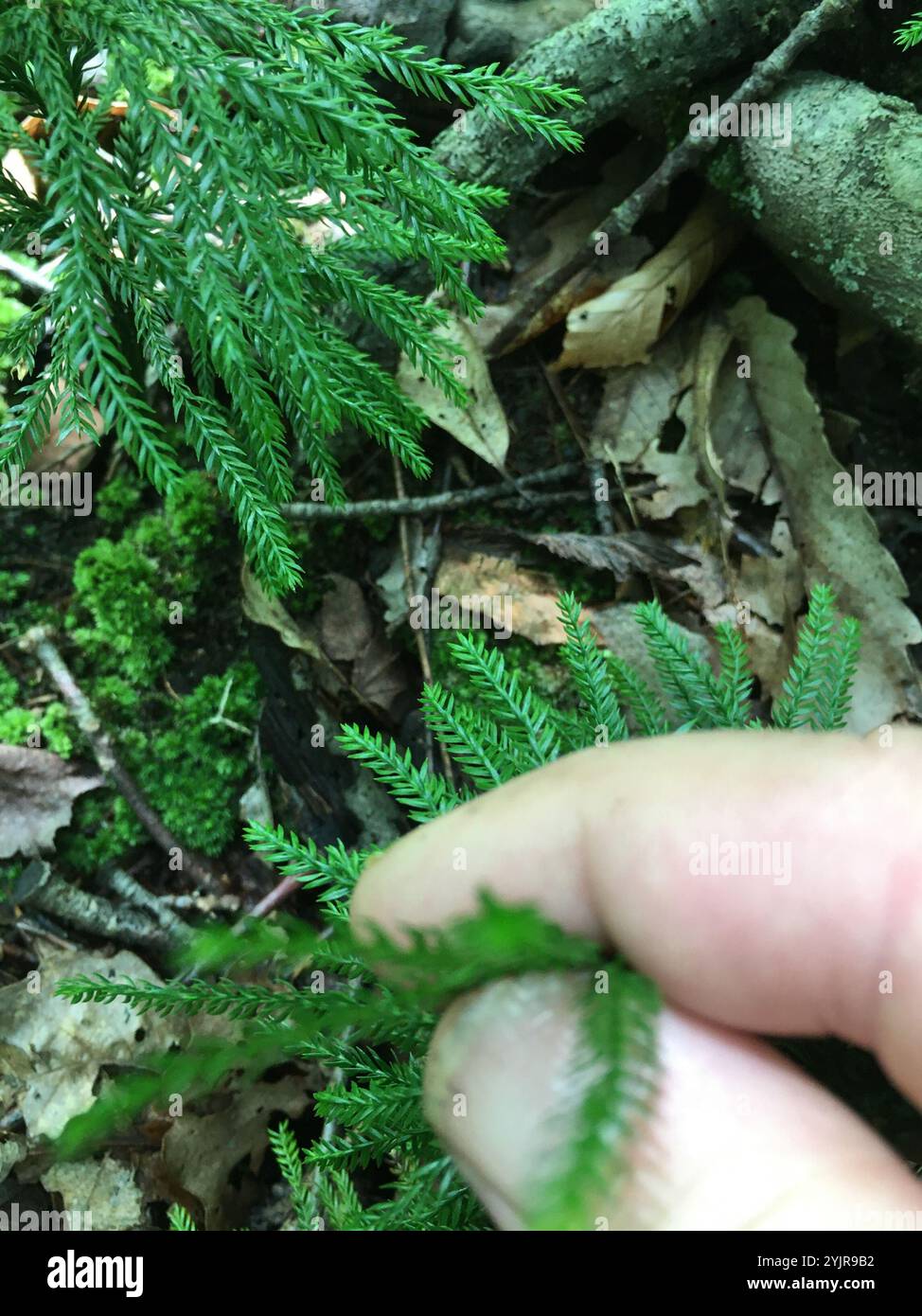 flat-branched tree-clubmoss (Dendrolycopodium obscurum Stock Photo - Alamy