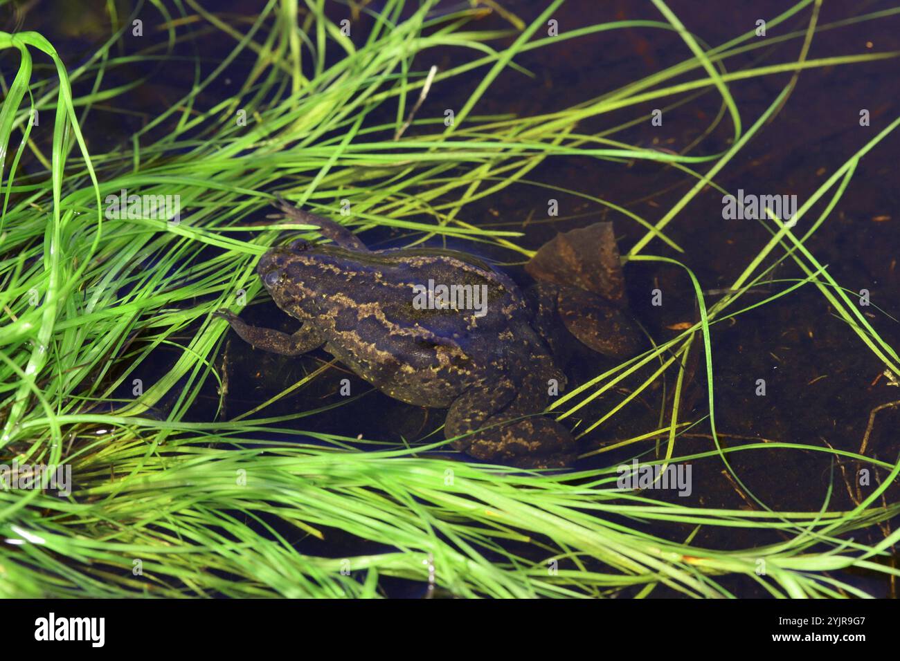 Cape Platanna (Xenopus gilli Stock Photo - Alamy