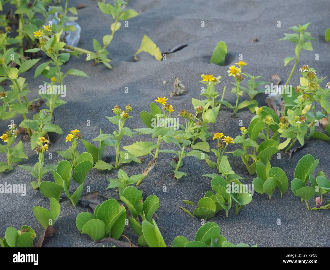 sea daisy (Wollastonia biflora Stock Photo - Alamy