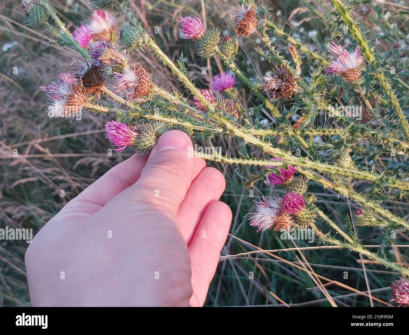 Broad winged thistle hi-res stock photography and images - Alamy