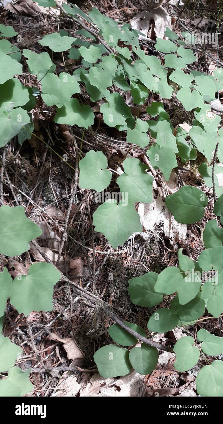 White Inside-out Flower (Vancouveria hexandra Stock Photo - Alamy
