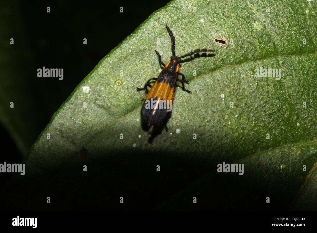 Checkered Beetles (Cleridae Stock Photo - Alamy