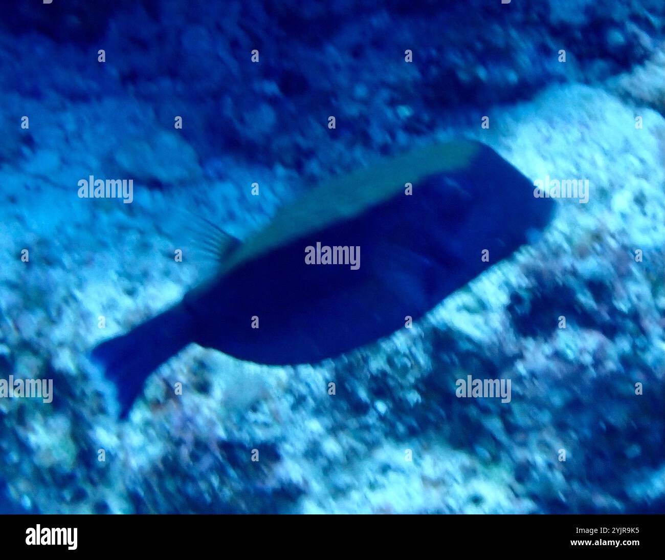 Bluetail boxfish hi-res stock photography and images - Alamy