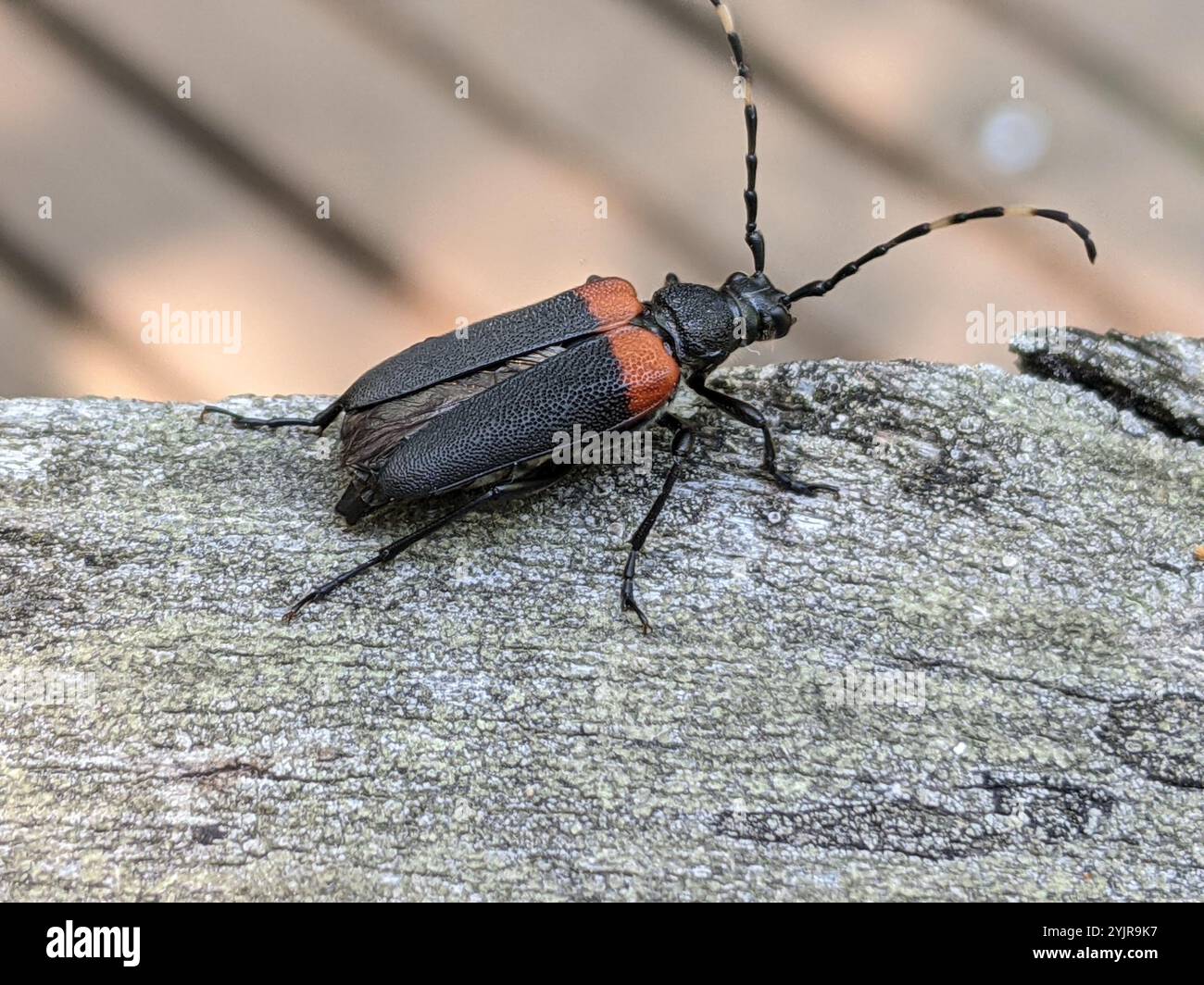 Red-shouldered Pine Borer (Stictoleptura canadensis Stock Photo - Alamy
