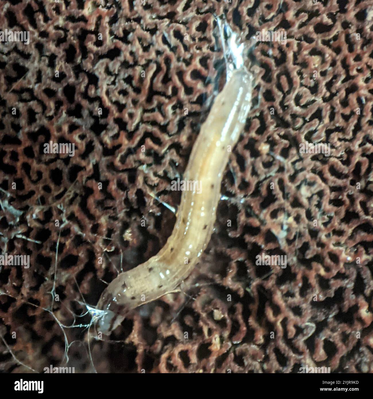 Predatory Fungus Gnats (Keroplatidae Stock Photo - Alamy