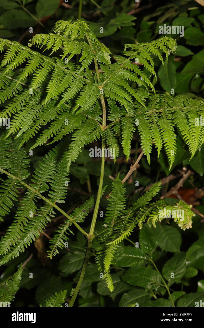 common bracken (Pteridium aquilinum Stock Photo - Alamy