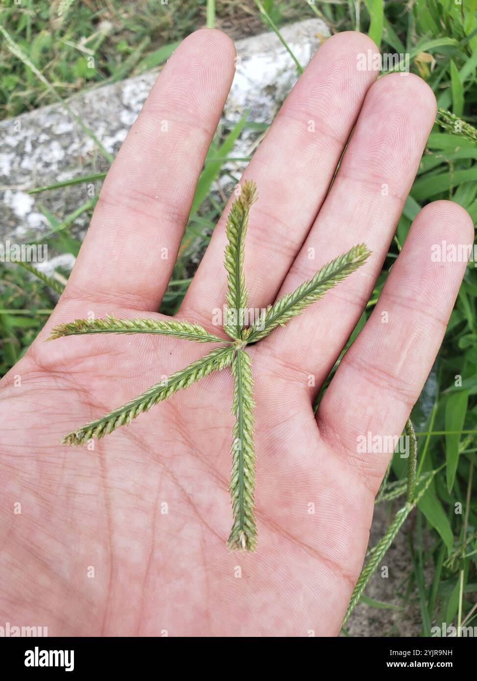 Goose Grass (Eleusine indica Stock Photo - Alamy