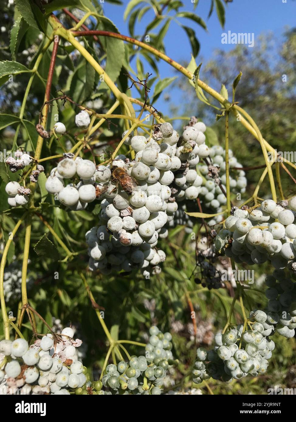 blue elder (Sambucus cerulea Stock Photo - Alamy