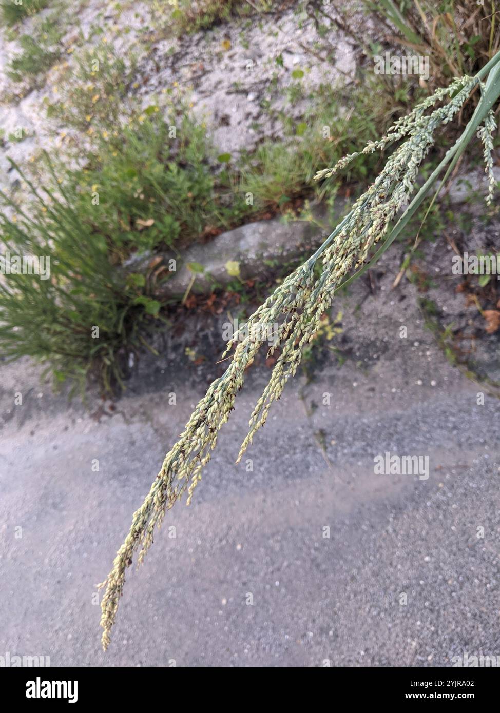 Bitter Panicgrass (Panicum amarum Stock Photo - Alamy