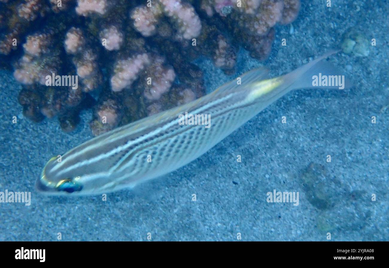 Arabian Monocle Bream (Scolopsis ghanam Stock Photo - Alamy