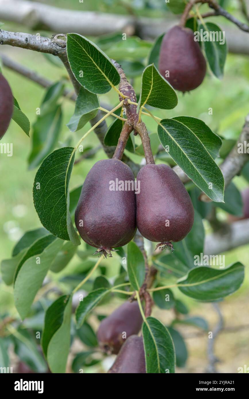 Birne Pyrus communis Lombacad, Pear Pyrus communis Lombacad Stock Photo ...