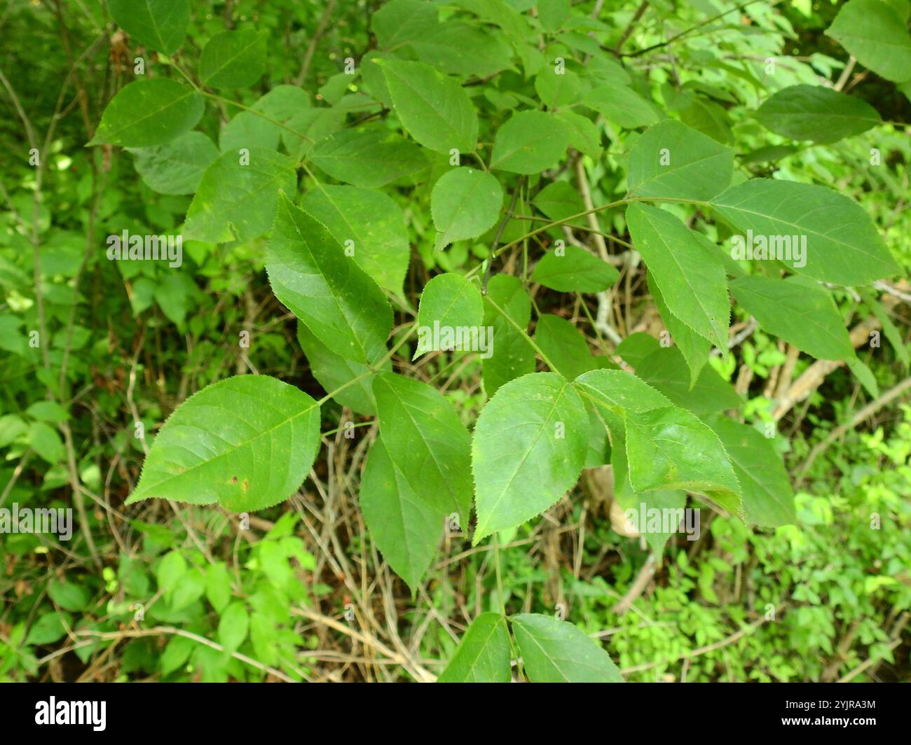 American bladdernut hi-res stock photography and images - Alamy