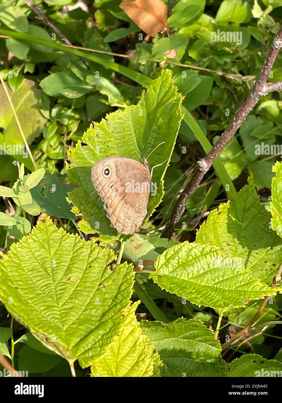Common Wood-Nymph (Cercyonis pegala Stock Photo - Alamy