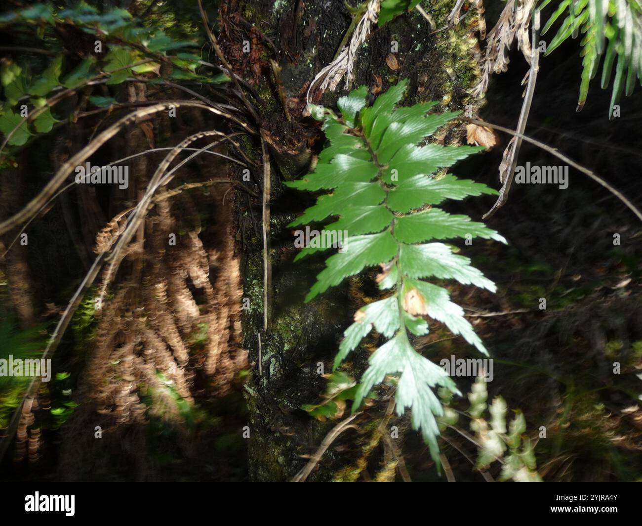 Mare's Tail Fern (Asplenium polyodon Stock Photo - Alamy