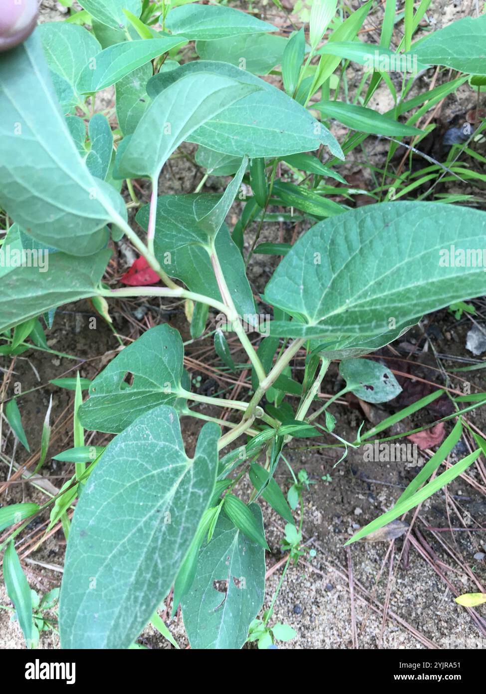 lizard's tail (Saururus cernuus Stock Photo - Alamy