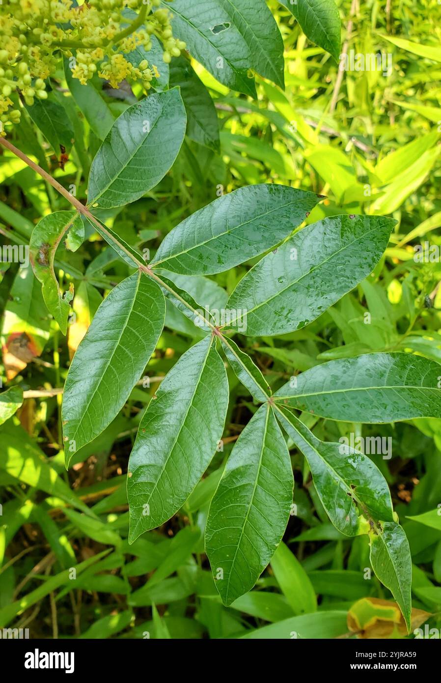 shining sumac (Rhus copallinum Stock Photo - Alamy