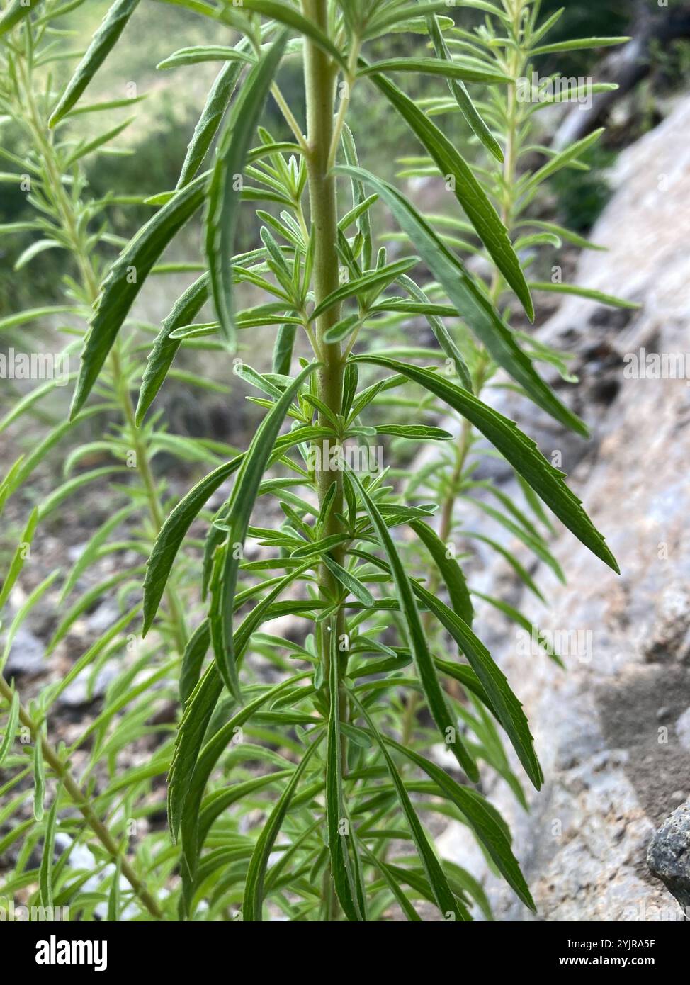 Sawtooth Candyleaf (Stevia serrata Stock Photo - Alamy