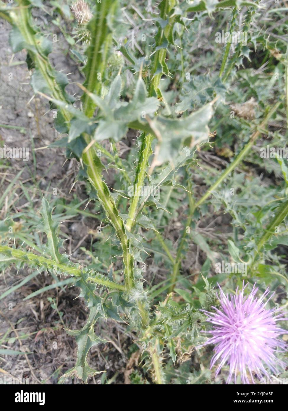Broad winged thistle hi-res stock photography and images - Alamy