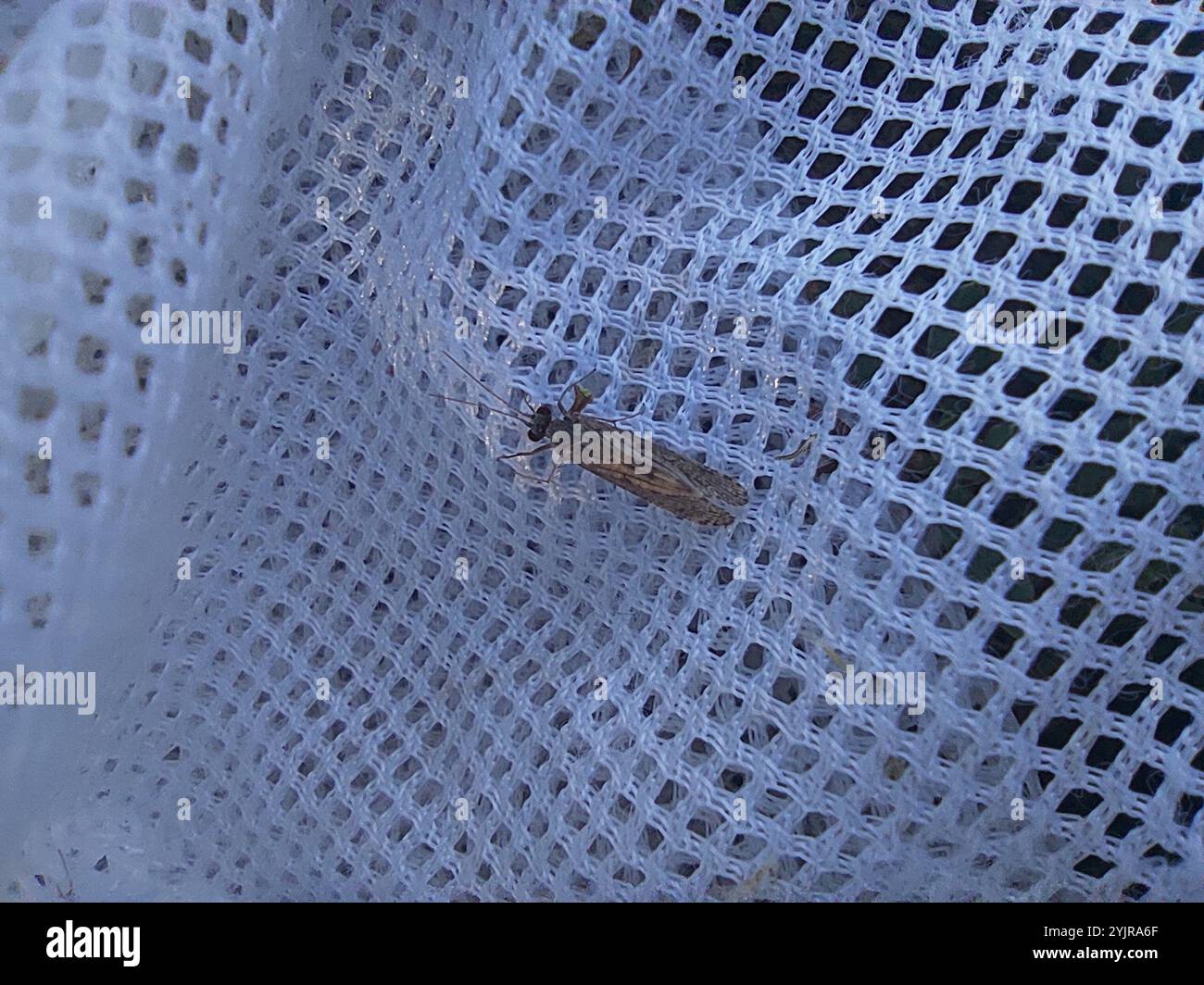 Hydropsyche hi-res stock photography and images - Alamy