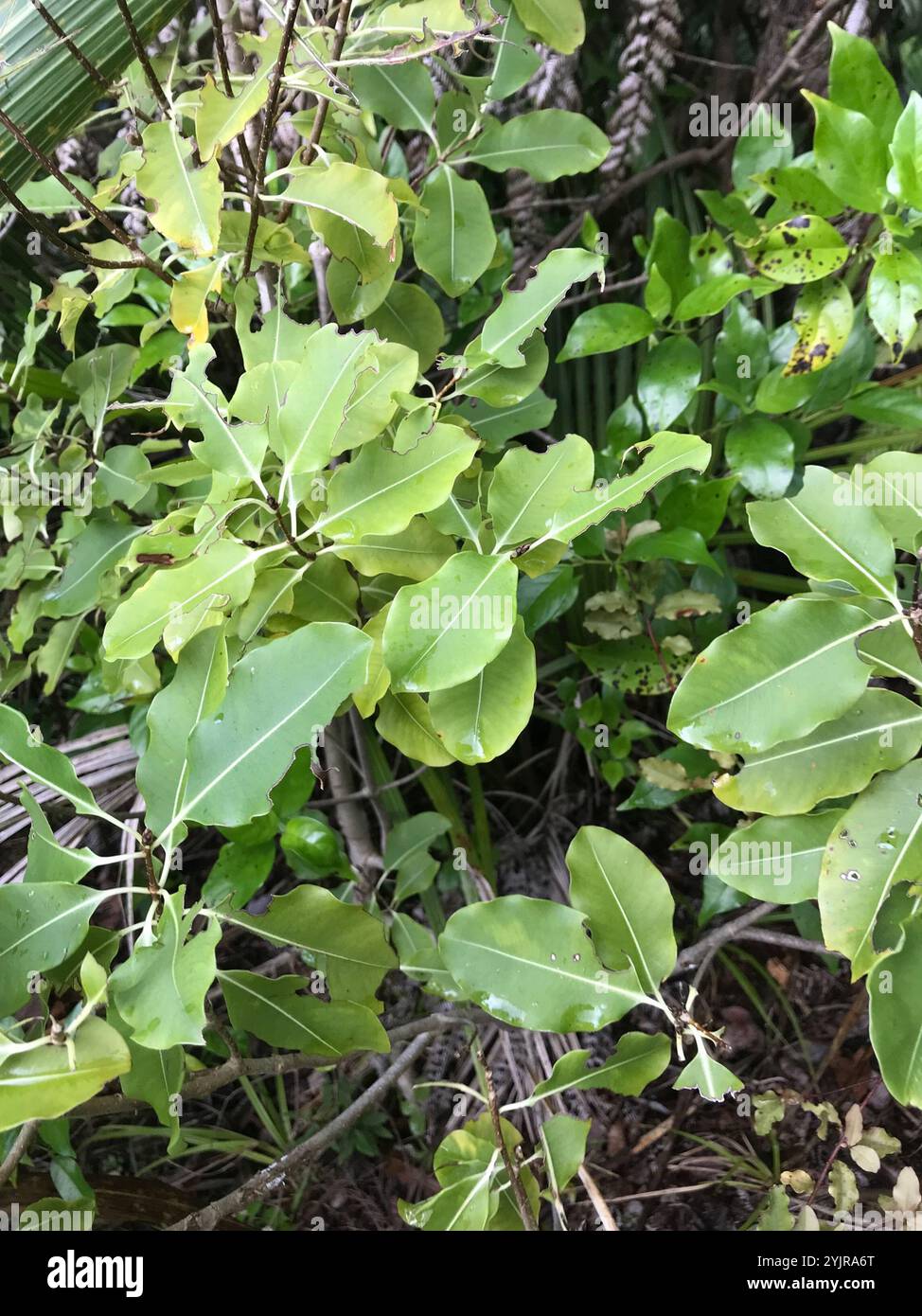tarata (Pittosporum eugenioides Stock Photo - Alamy